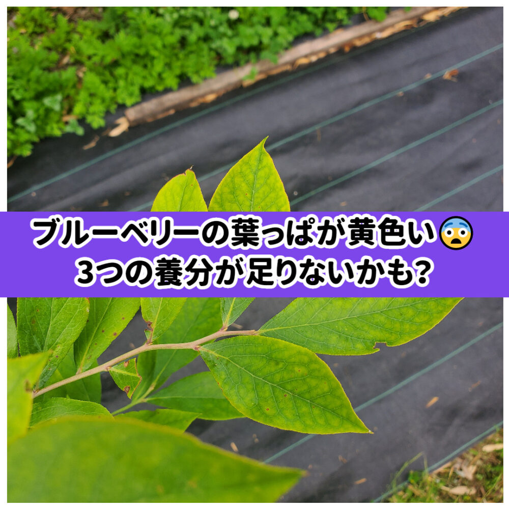ブルーベリーの葉っぱが黄色い😨3つの養分が足りないかも？ | ベリーブルーベリー